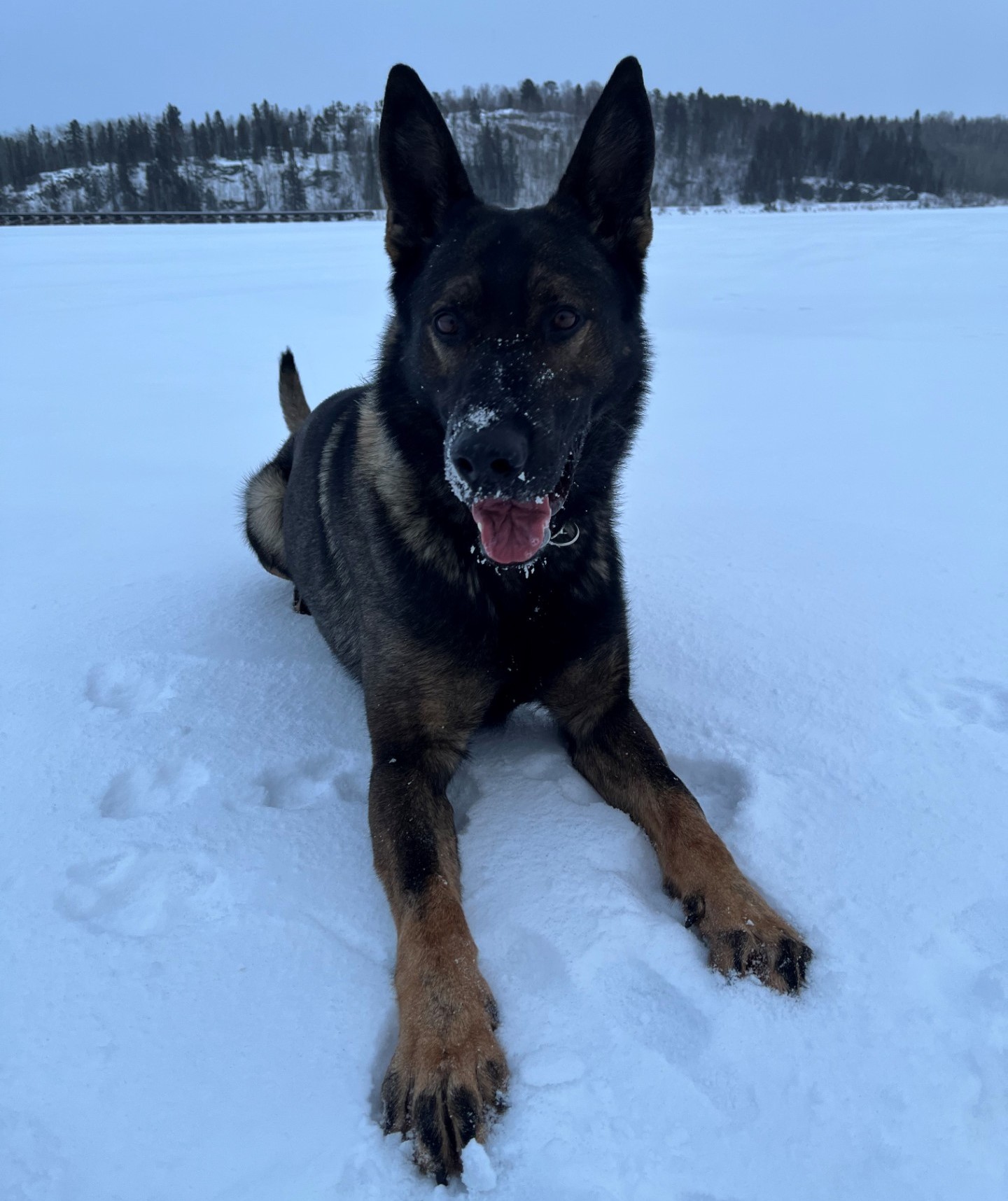 PHLEX is hot on the trail in shots fired incident - The Pas RCMP - DiscoverWestman.com - Local ...